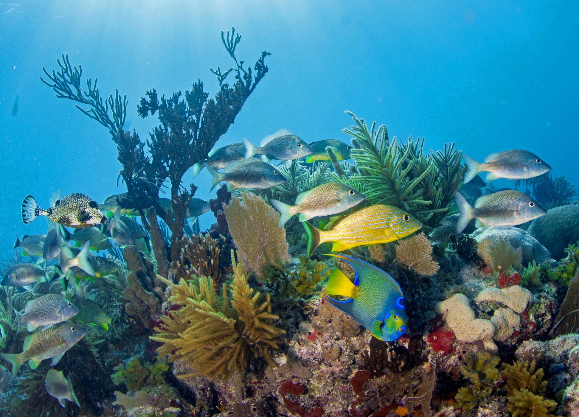 Islamorada Dive Center | Scuba Diving Tours in the Florida Keys