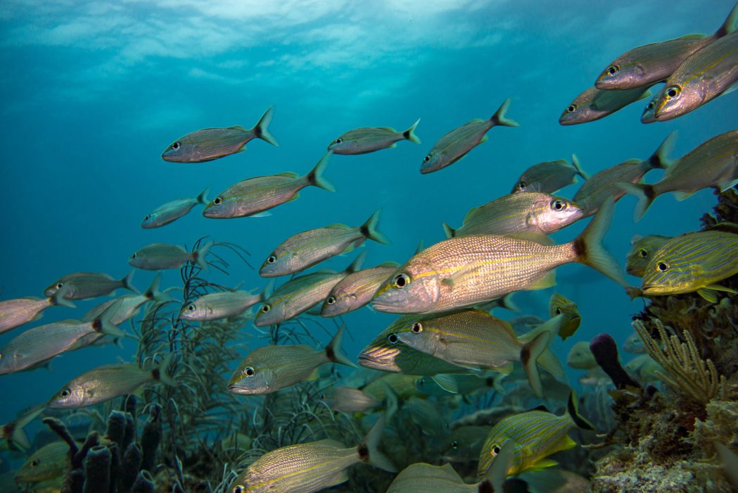 Video Gallery | Islamorada Dive Center, Florida Keys