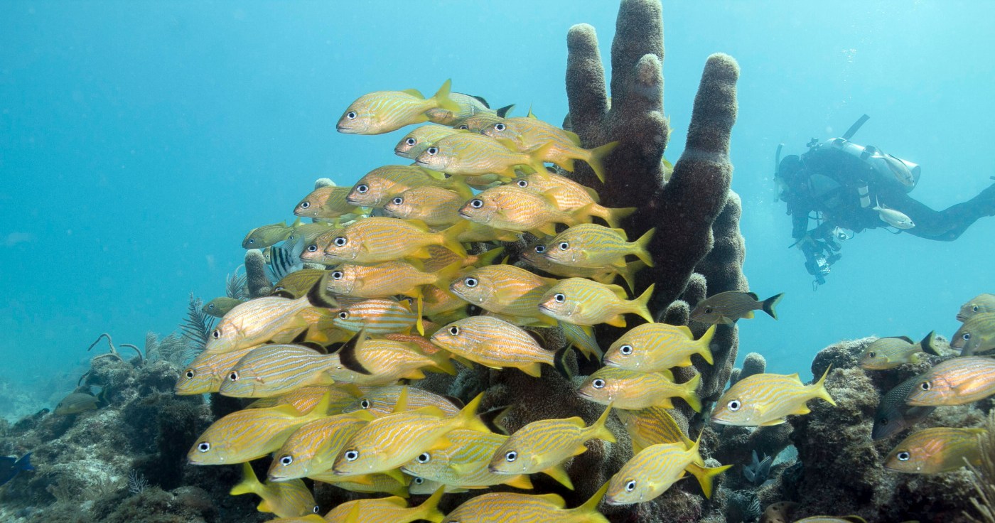 Multi Trip Dive Packages | Islamorada Dive Center, Florida