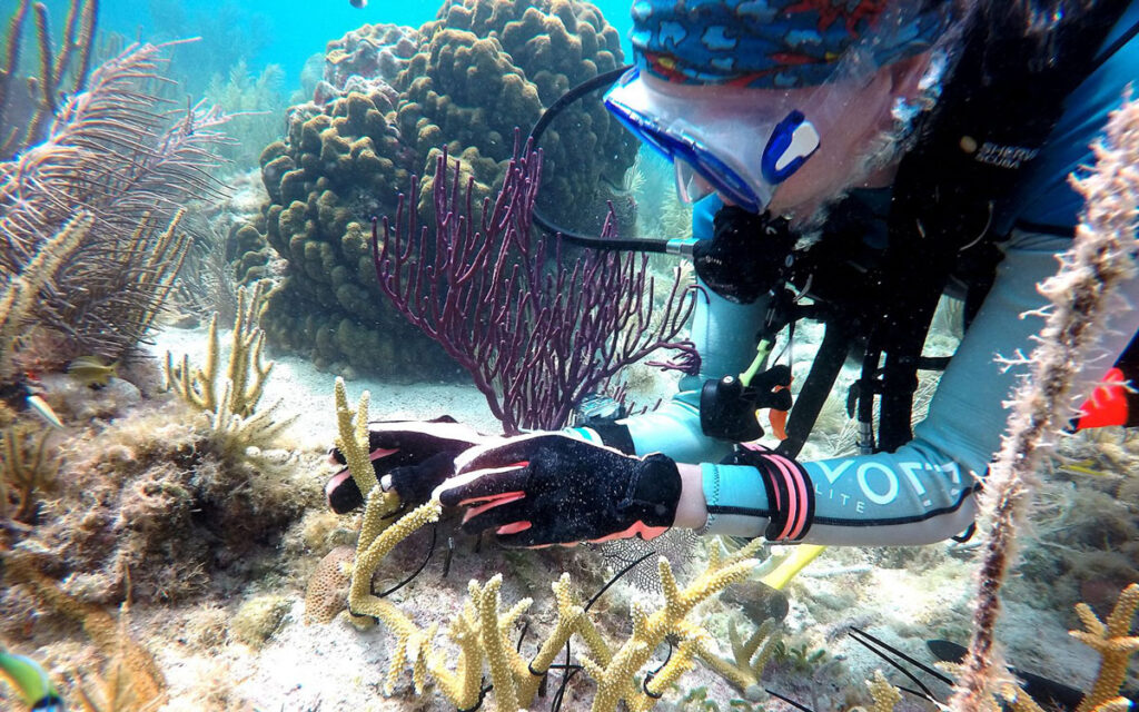 Coral Restoration Dive | Islamorada Dive Center, Florida
